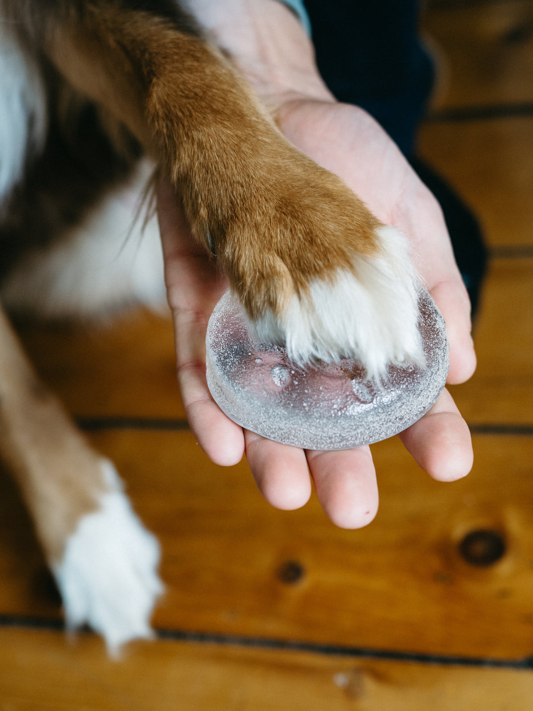 Hot Paws – Hot Paws